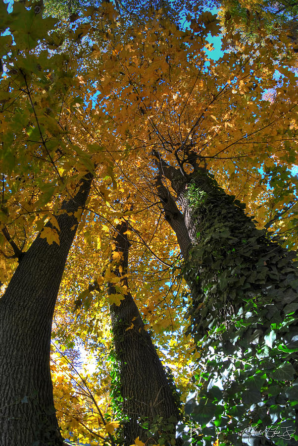 Bully Trees v2 Photograph by Michael Frank Jr - Pixels