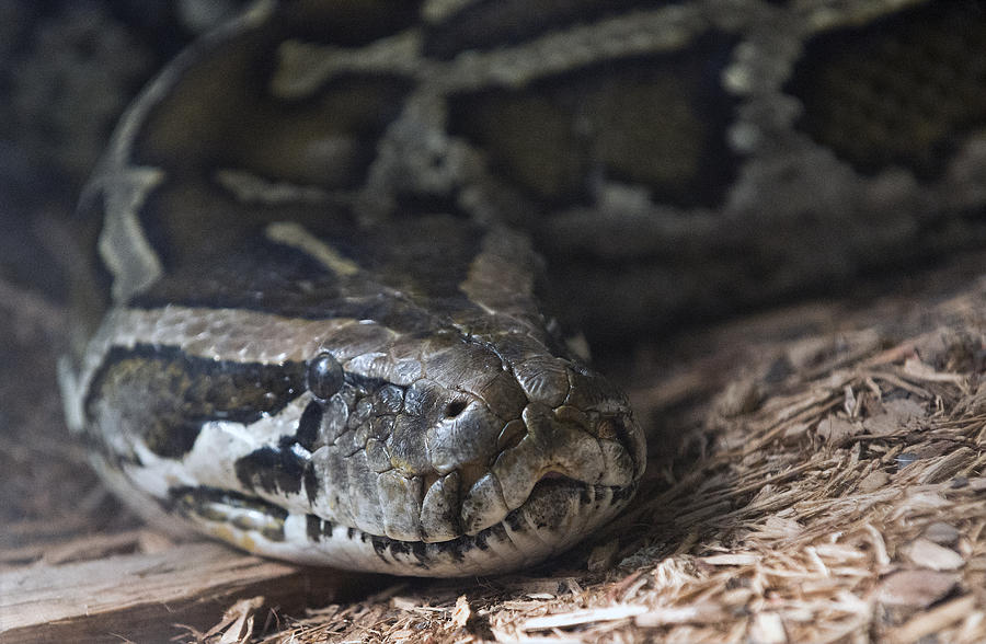 Burmese Python under Glass Photograph by Bryan Shane | Fine Art America