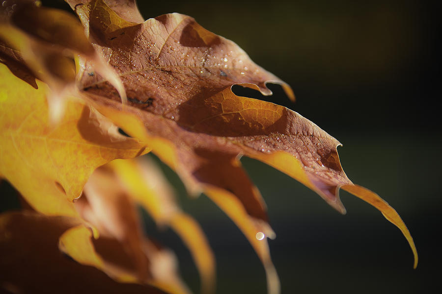 Burning maple Photograph by Eric D Miller - Fine Art America