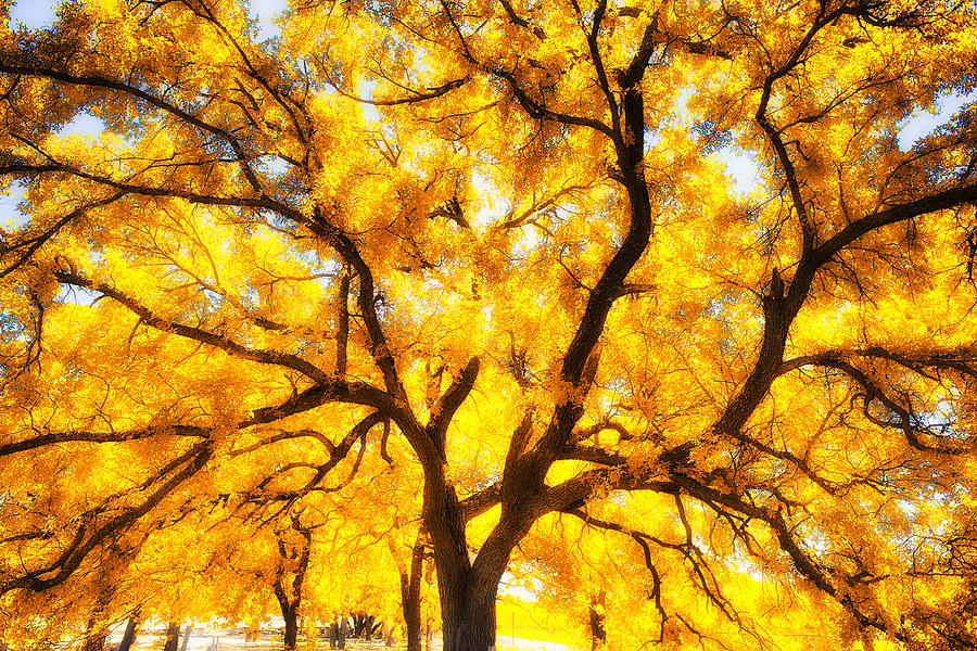 Burning Oak Photograph by Terry Smith - Fine Art America