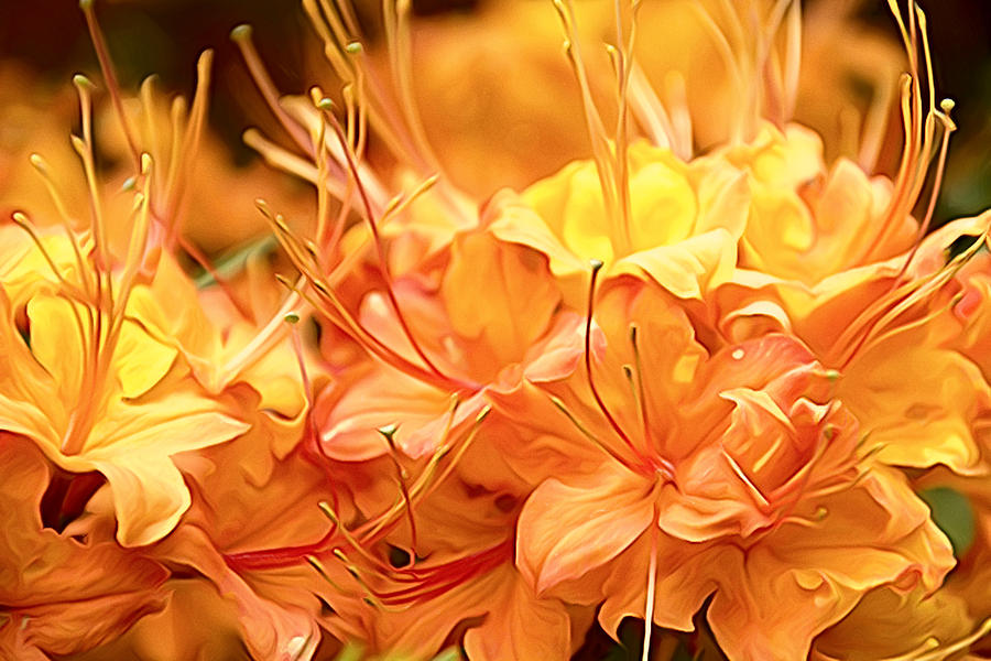 Burnt Yellow Photograph by Alice Gipson - Fine Art America