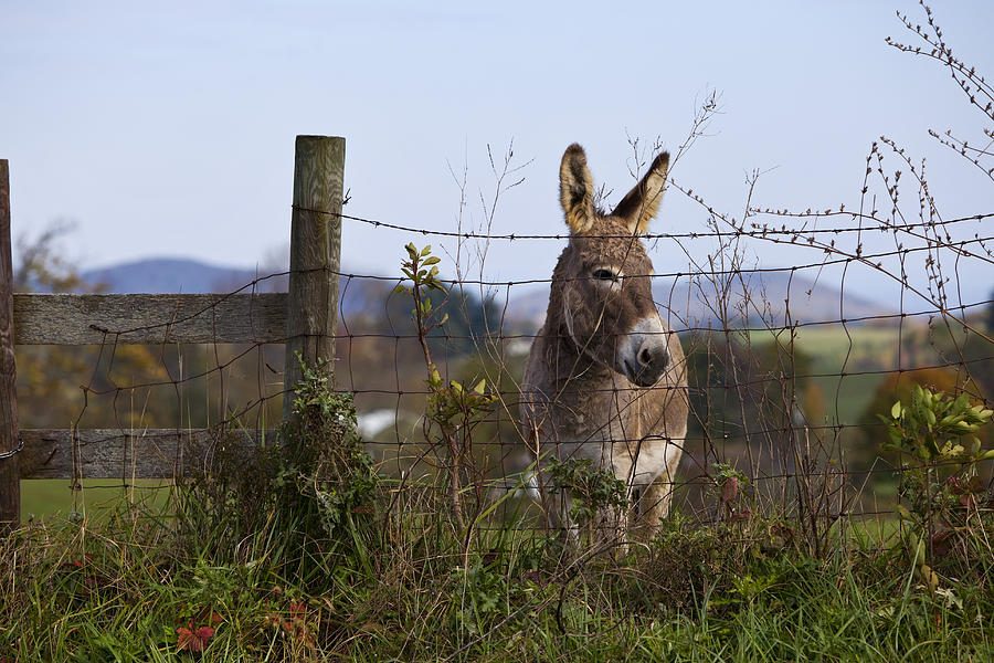 Burro Photograph by Amy Jackson - Fine Art America