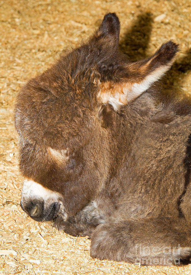 Burro Foal Photograph by Millard H. Sharp - Fine Art America