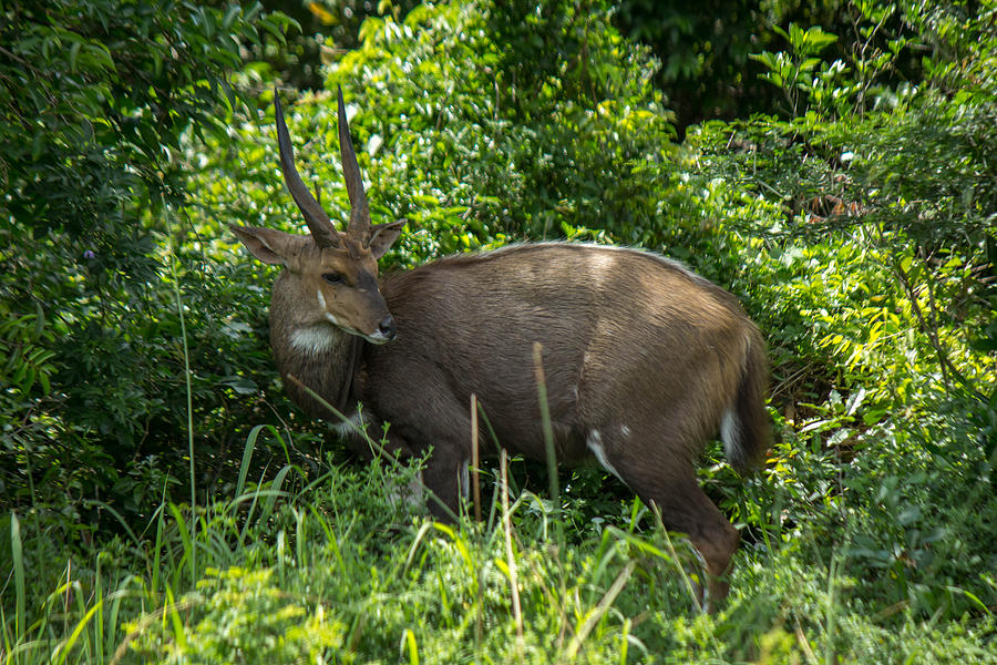 Bushbuck Photograph by Havard Rosenlund - Fine Art America