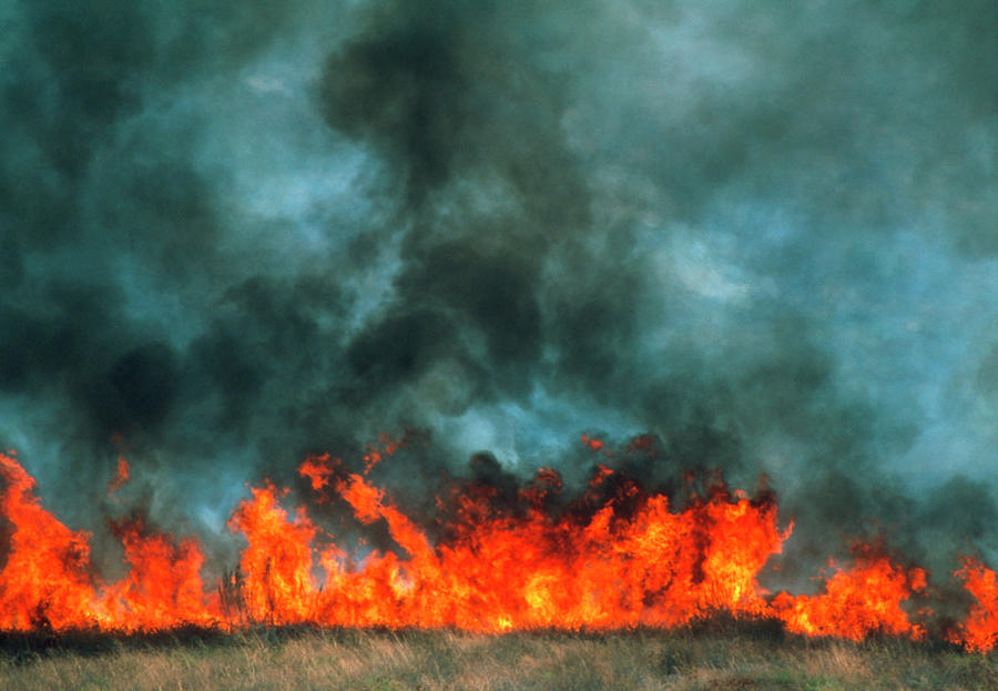 Bushfire Photograph by Peter Menzel/science Photo Library - Fine Art ...