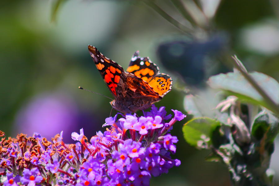 Butterfly Photograph by Dwayne Ladd - Fine Art America