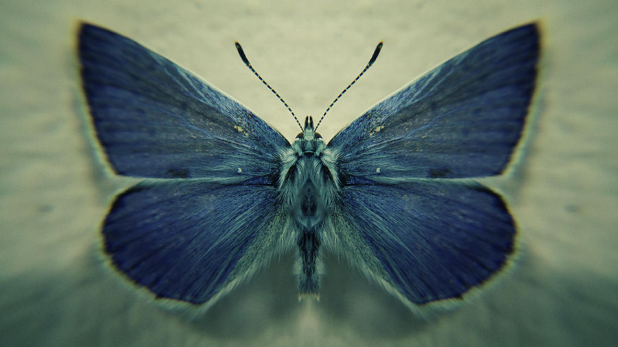 Butterfly Macro by Con Ryan