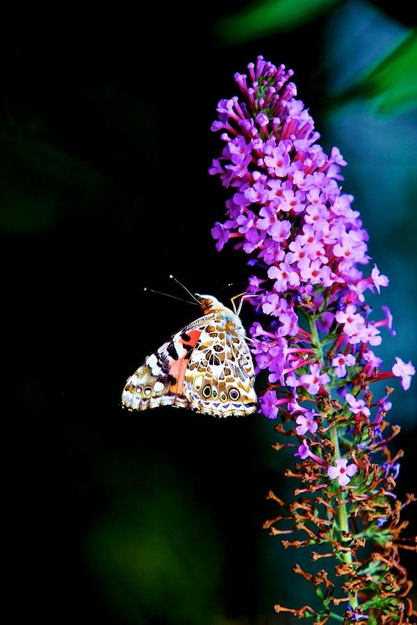 Butterfly View Photograph by Kimberly Sokol - Fine Art America