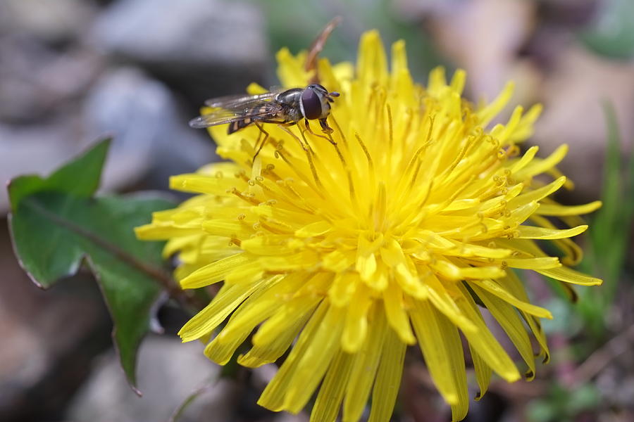 Buzz Photograph by William Ragan - Fine Art America