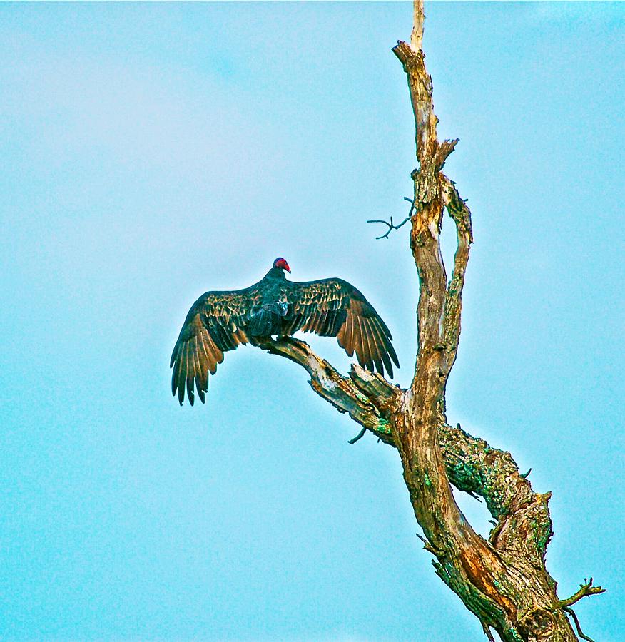 Buzzard Drying Photograph by Larry Bodinson - Pixels