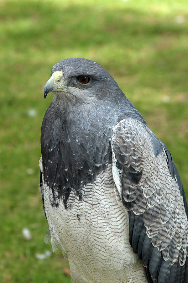 Buzzard Eagle Photograph by Robert Hamm - Pixels