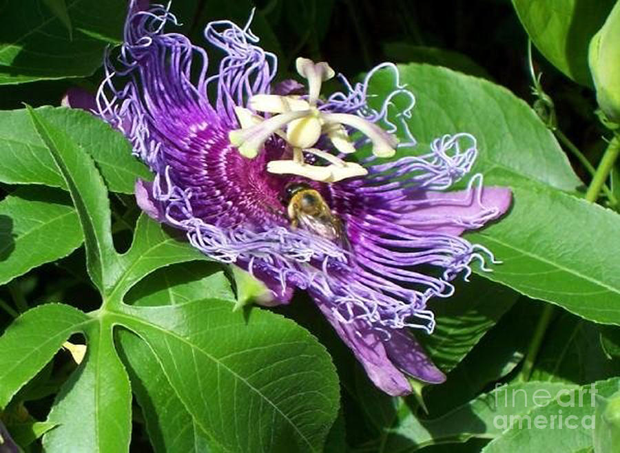 Buzzing Passion Photograph by Craig Nelson - Fine Art America