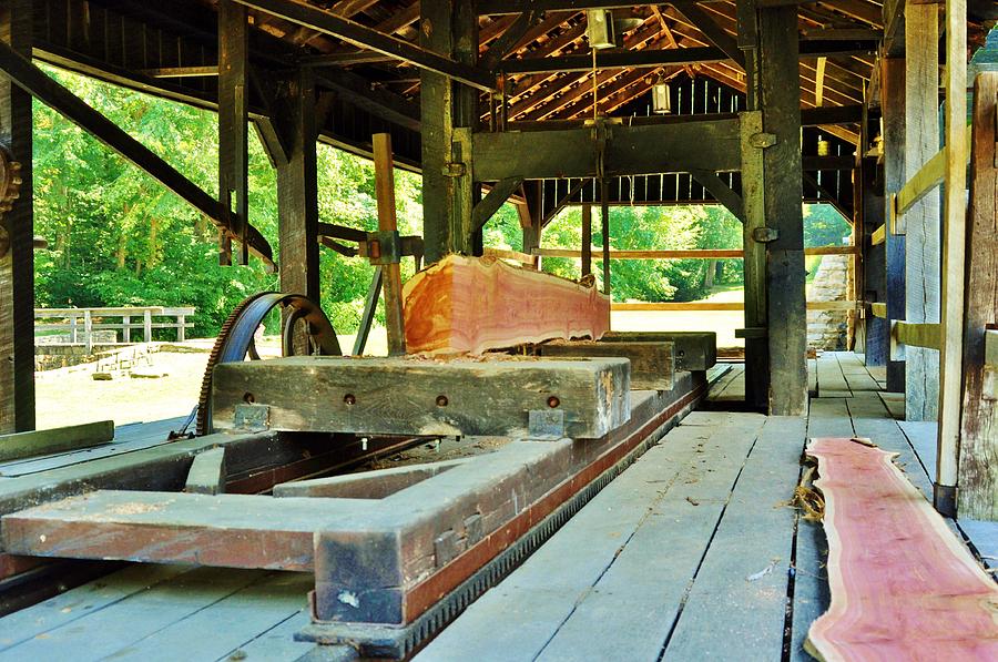 Bye Bye Tree Photograph by Michelle McPhillips - Pixels