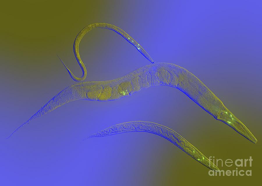 C. Elegans Worms, Light Micrograph by Science Photo Library