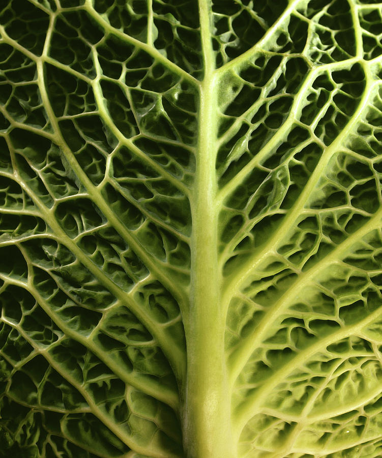 Cabbage Leaf Underside by Science Photo Library