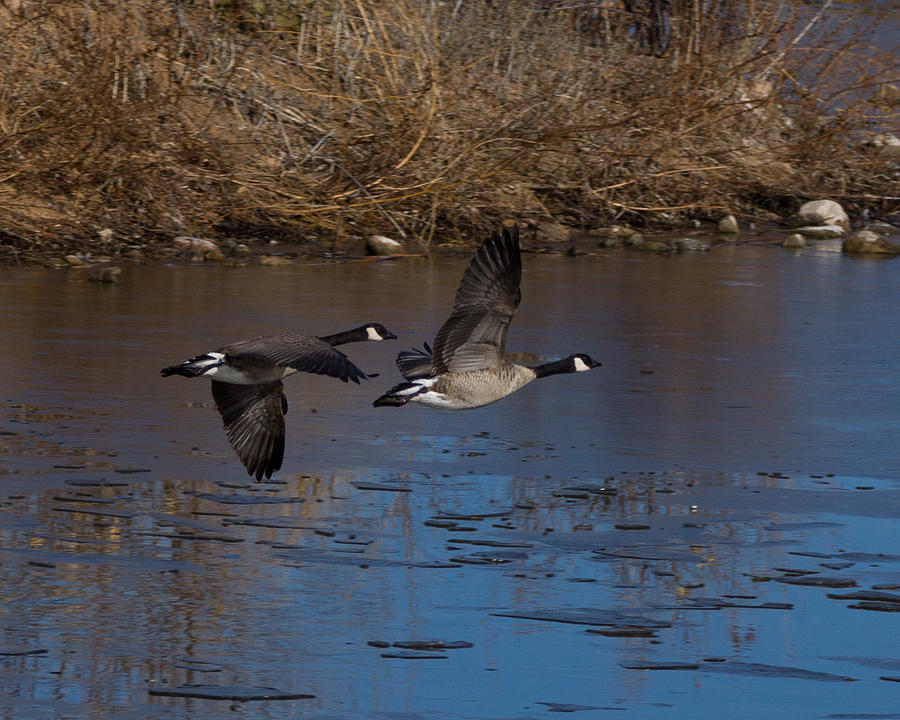 Cackling Geese Photograph by Ernie Echols - Fine Art America