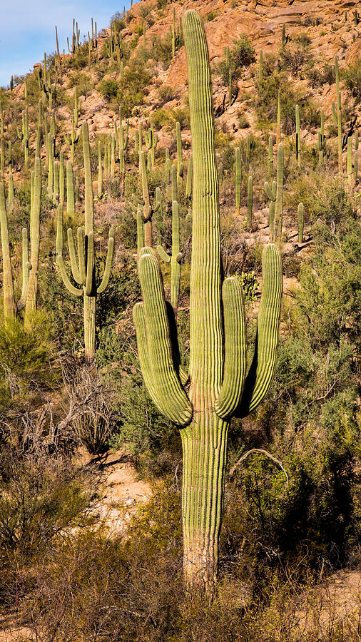 Cactus Fields Photograph by William Krumpelman - Pixels
