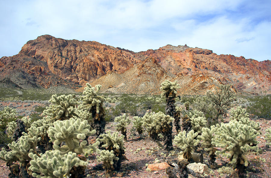 Cactus Patch Photograph by John Dauer - Fine Art America