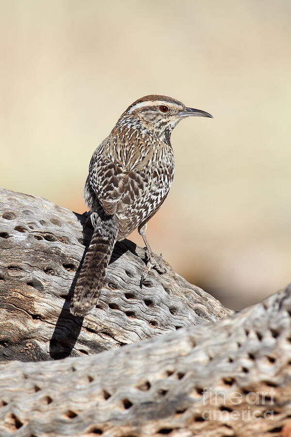 Cactus Wren Photograph by Bryan Keil - Fine Art America