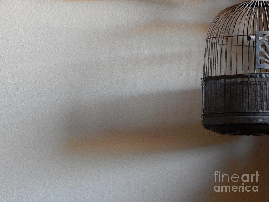Caged Shadow Photograph by Michael Hoard - Fine Art America