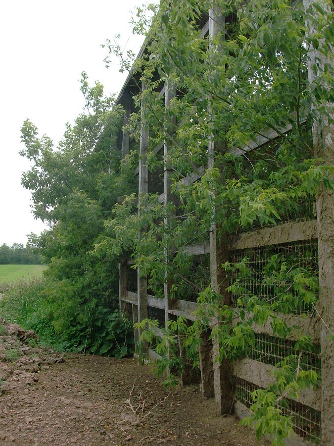 Caged Tree Photograph by STRega - Fine Art America