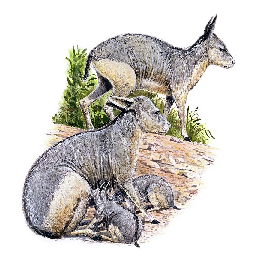 Cainotherium Photograph by Michael Long/science Photo Library | Pixels