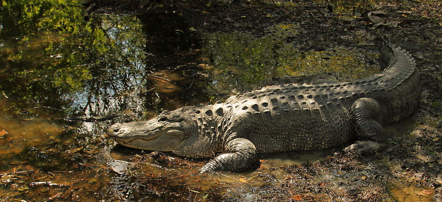 Cajun Alligator Photograph By Ronald Olivier Fine Art America