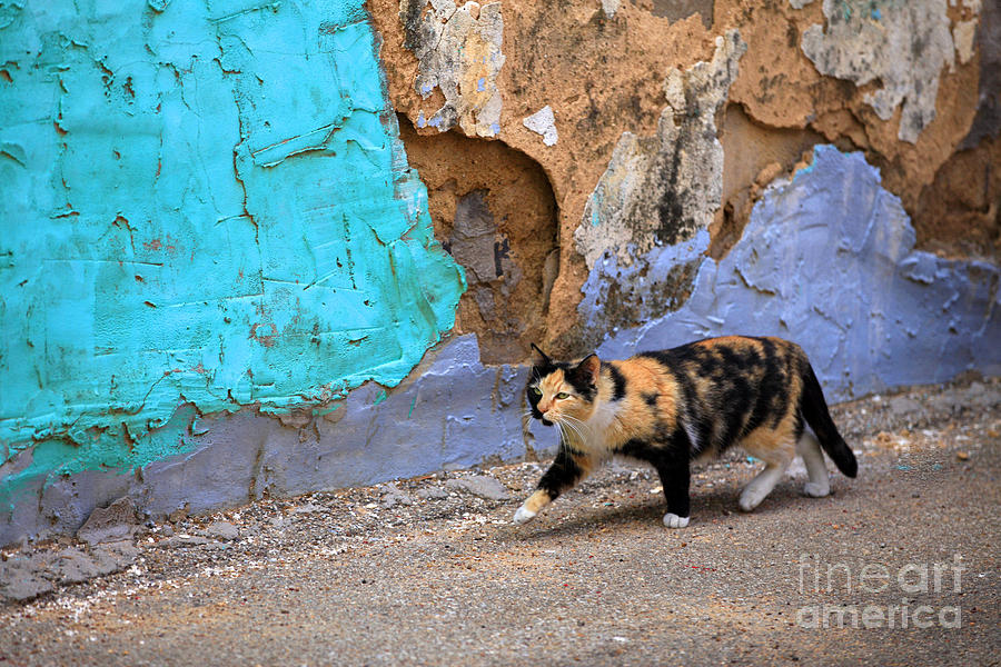 Calico Wall Photograph by Jack Lawless - Fine Art America