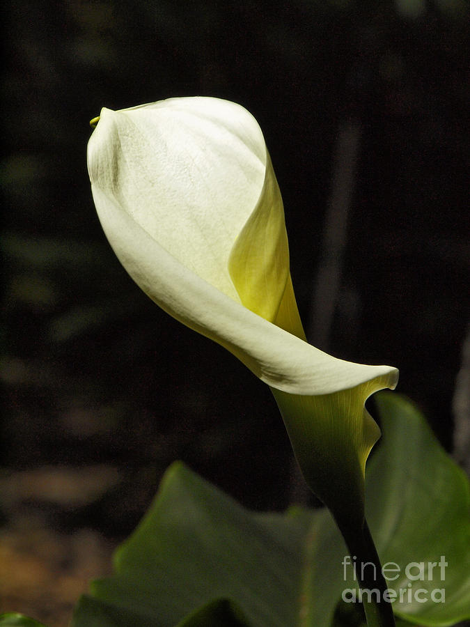 Calla Lily Photograph by Howard Stapleton - Pixels