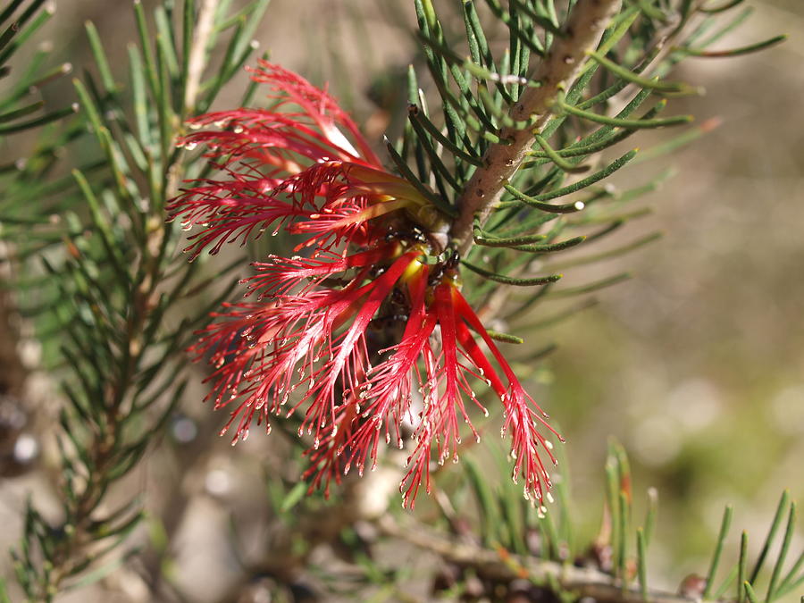 Calothamnus rupestris Photograph by Michaela Perryman - Pixels