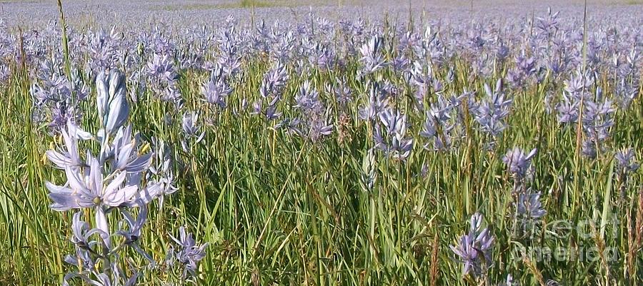 Camas Field Photograph by Mindy Bench | Fine Art America