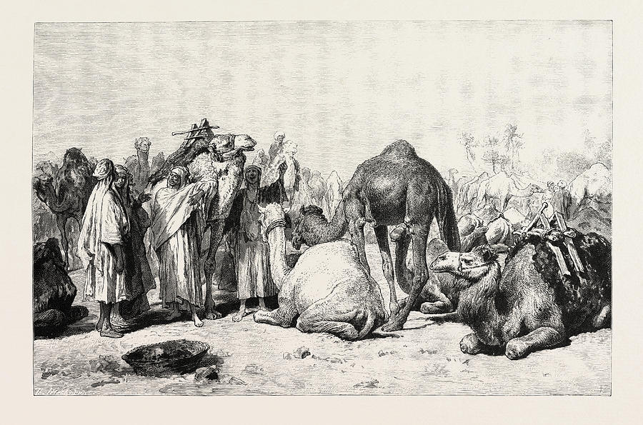 Camel Market. Egypt Drawing by Litz Collection | Pixels Camel Market. Egypt Drawing by Litz Collection | Pixels