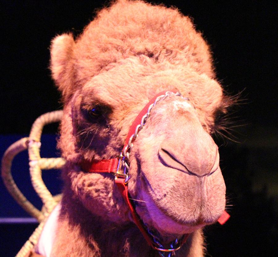 Camel Photograph by Ronald Hanson - Fine Art America
