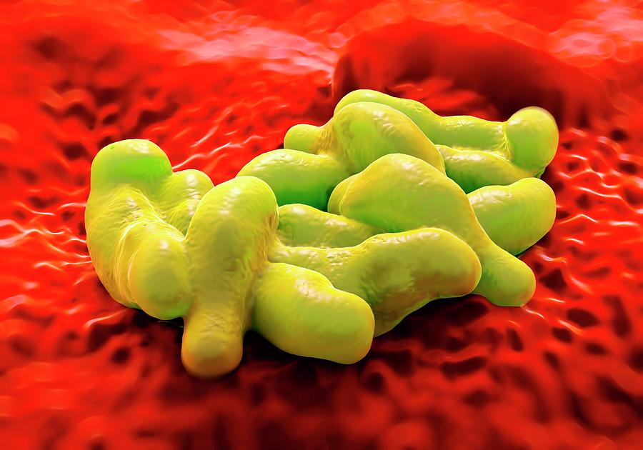 Campylobacter Bacteria Photograph by Science Photo Library - Pixels Merch