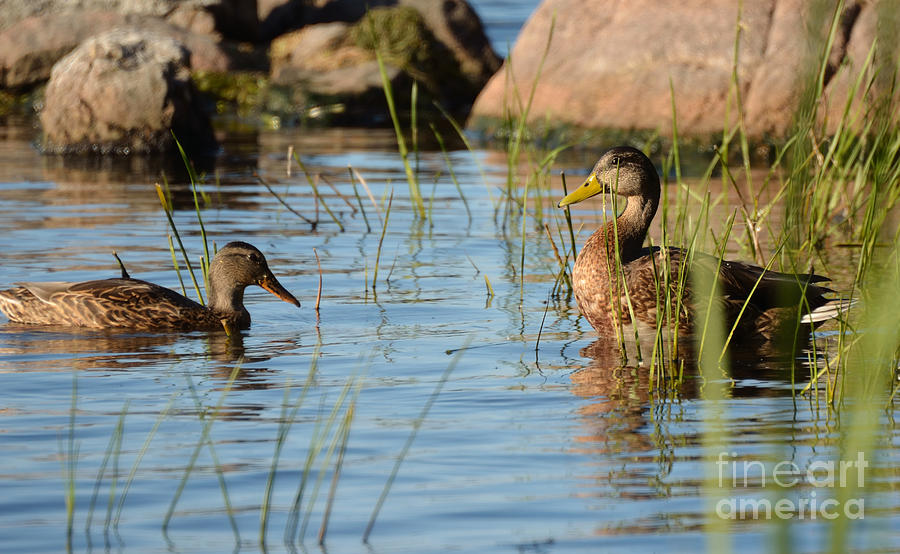 Canadian Ducks Photograph by Terry Troupe | Pixels