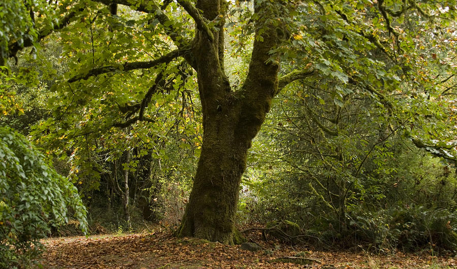 Candace's Maple Photograph by Eric Mace - Fine Art America