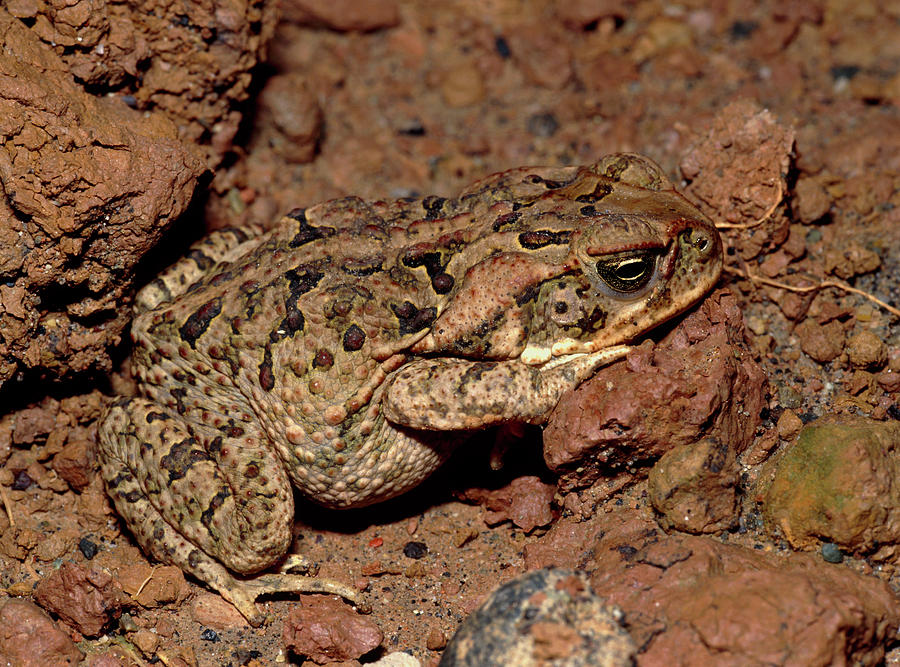 Cane Toad by Science Photo Library