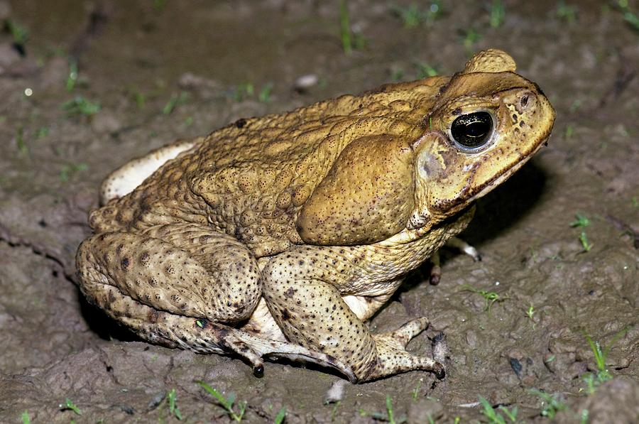 Cane Toad Photograph by Tony Camacho/science Photo Library | Fine Art ...