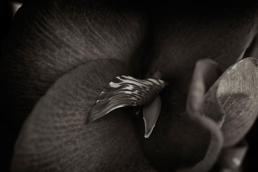 Canna Photograph by Daniel Amick | Fine Art America