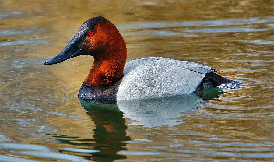 Canvasback Photograph by Dave Smith - Fine Art America