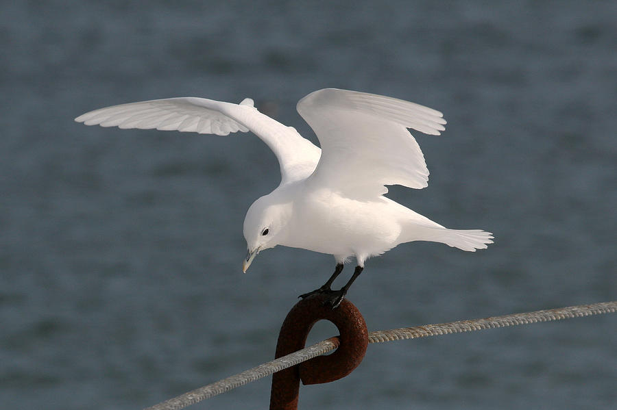 Cape Cod Ivory Gull 1 Photograph by John Rockwood - Fine Art America