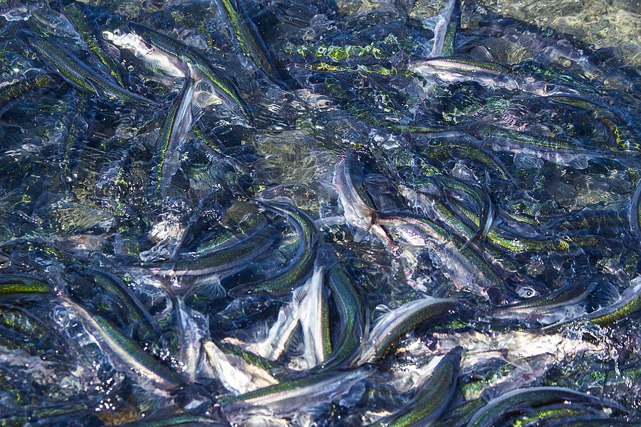Capelin 2 Photograph by Patsy Zedar - Fine Art America