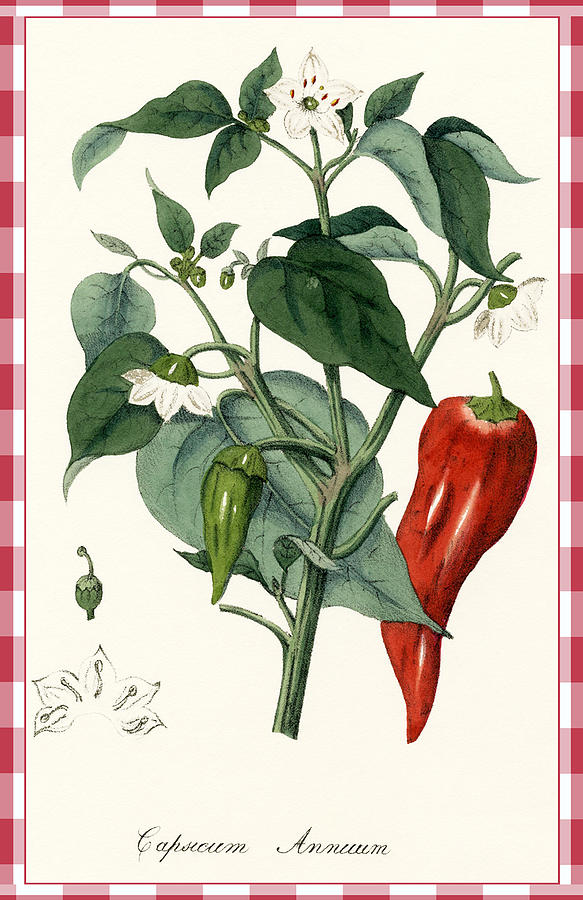 Capsicum Annuum Digital Art by Scarebaby Design - Fine Art America