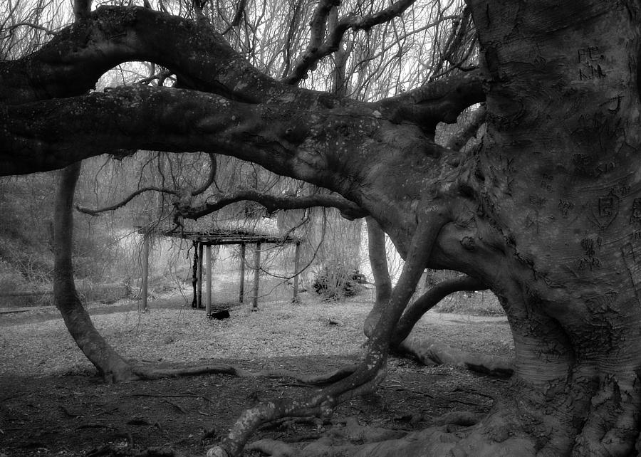 Captains Tree Photograph by David DeCenzo - Pixels