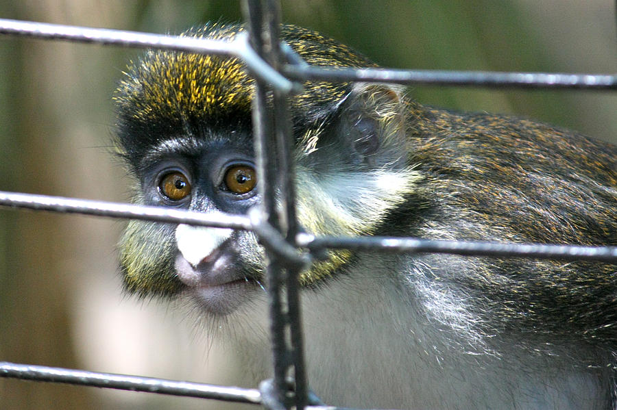 Captive Monkey Photograph by Bob Parr - Fine Art America
