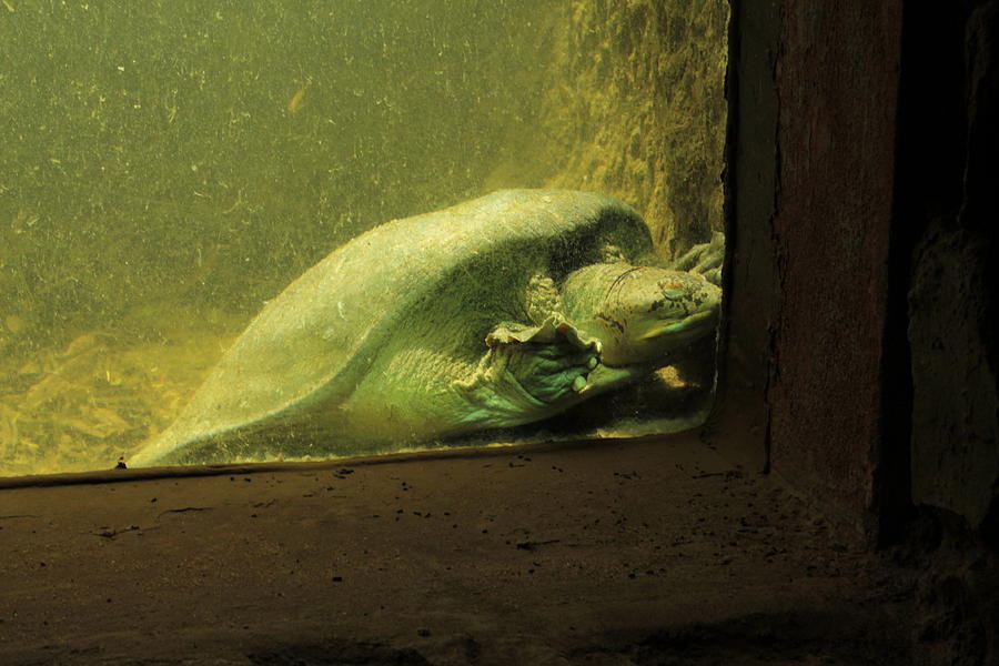 Captive Turtle Photograph by Abhishek Udaykumar - Fine Art America