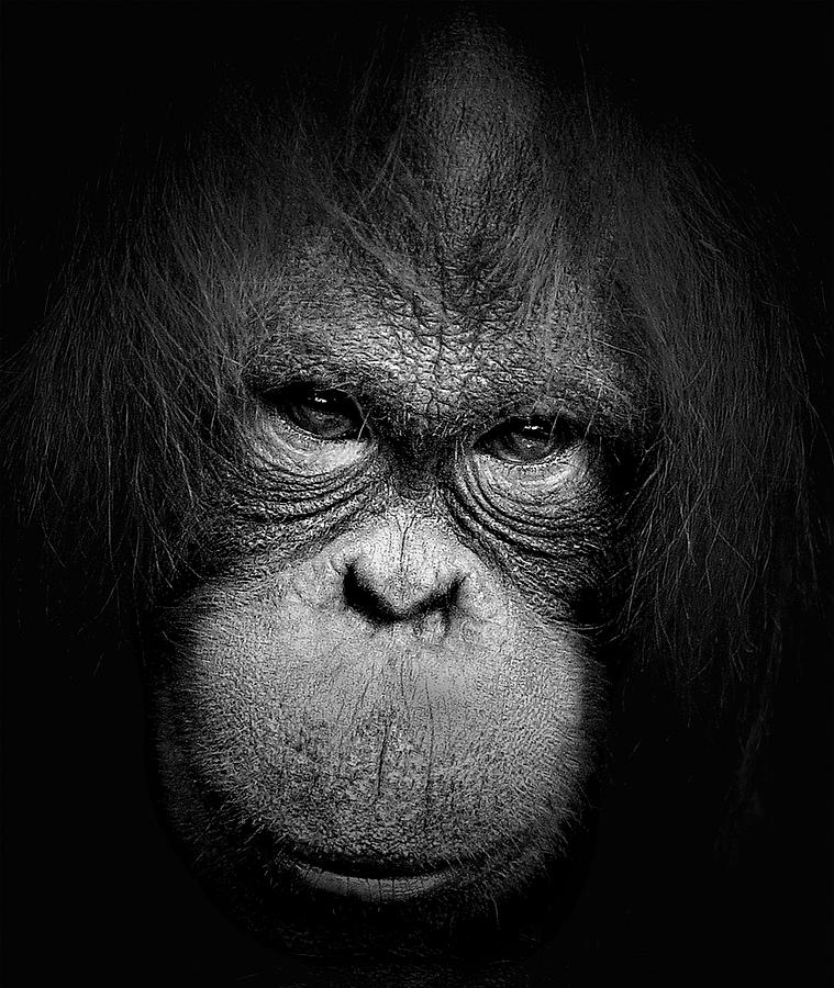 Captivity Photograph by Robert Leyland | Fine Art America