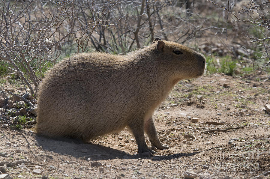 Capybara Photograph by Mark Newman - Fine Art America