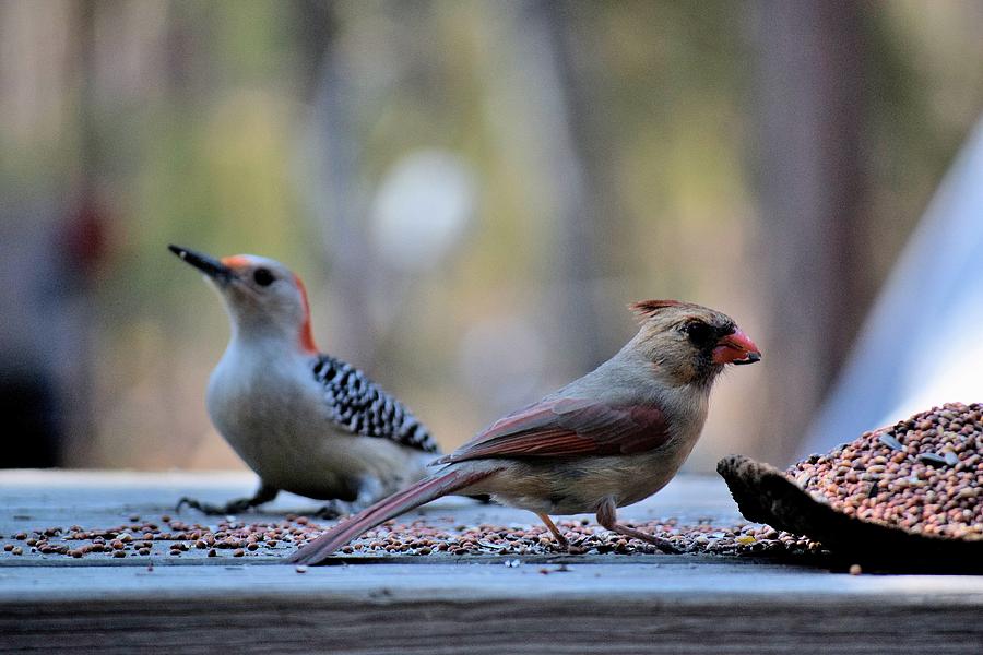 Cardinal 51 Photograph by Lawrence Hess - Fine Art America