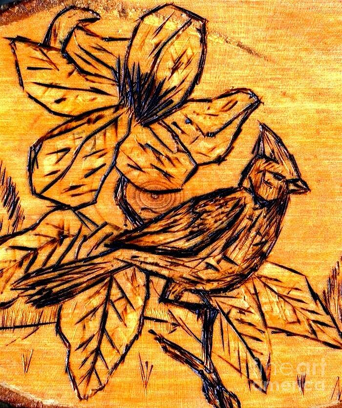 Cardinal In The Spring Pyrography by Neil Stuart Coffey - Fine Art America